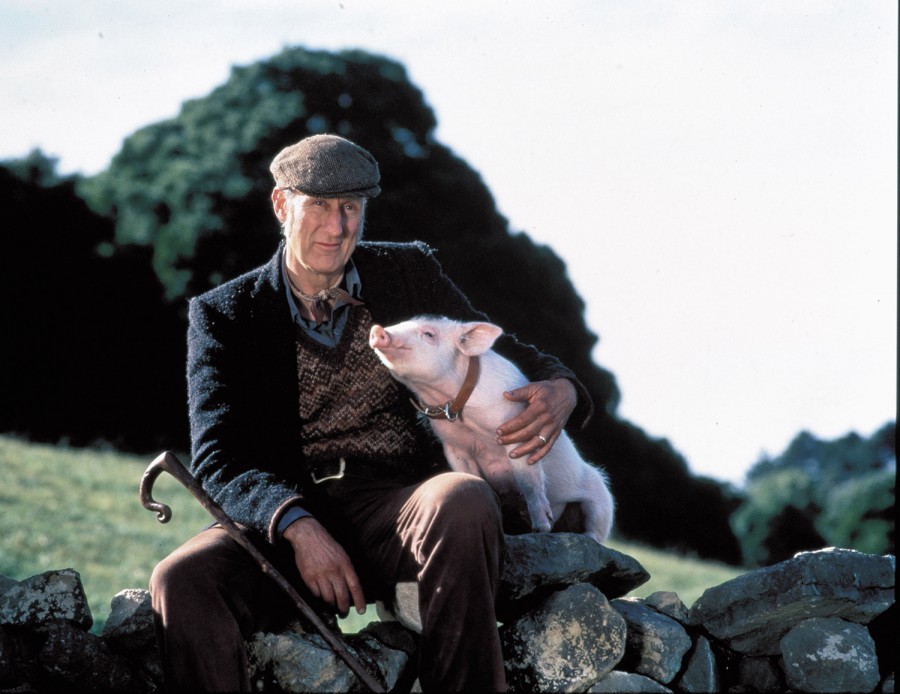 Babe (1995) « Celebrity Gossip and Movie News