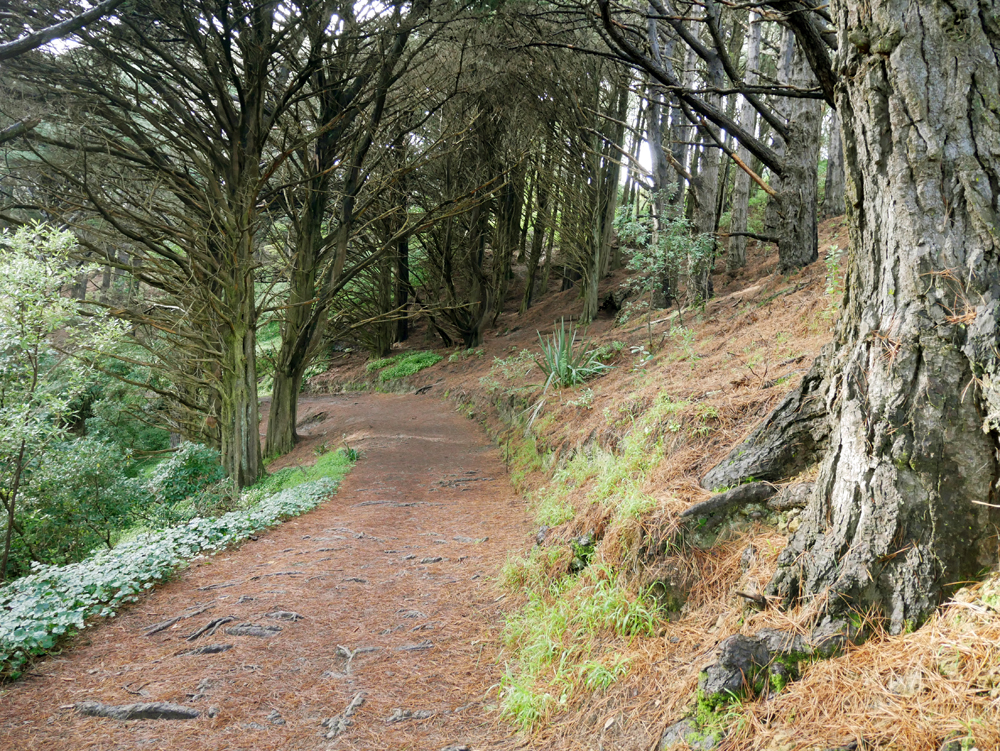 Beautiful path in Mount Victoria forest « Celebrity Gossip and Movie News