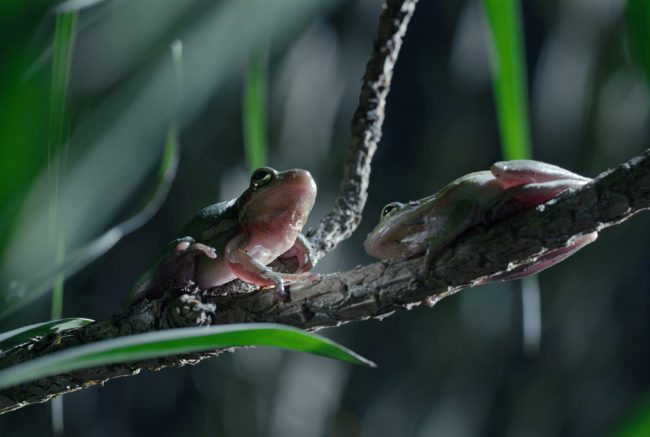 Tiny Creatures: Season 1 – August 7 « Celebrity Gossip and Movie News