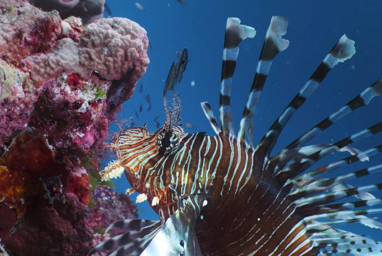 Puff: Wonders of the Reef – December 16 « Celebrity Gossip and Movie News