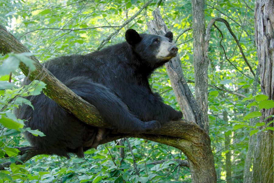 Animal: Season 2 – March 18 « Celebrity Gossip and Movie News