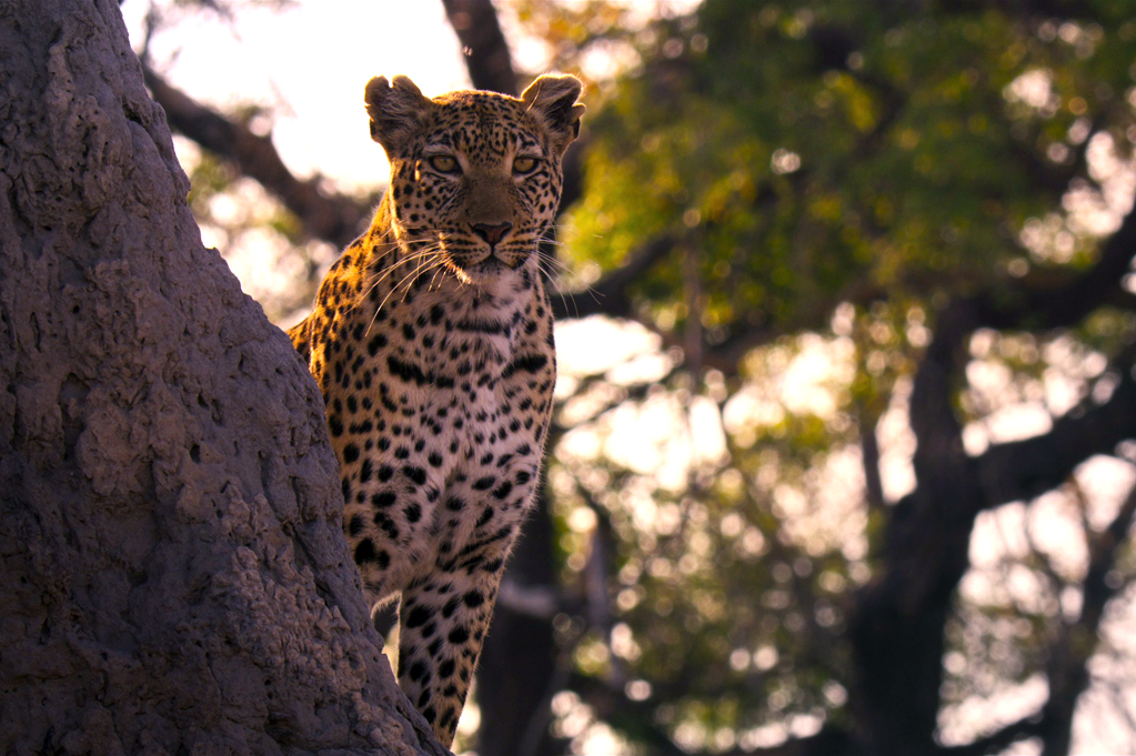 Living with Leopards – May 10 « Celebrity Gossip and Movie News