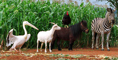 Racing Stripes - Movies - Castanet.net